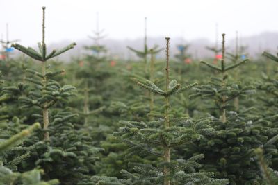 Home | SilvaTrees GmbH